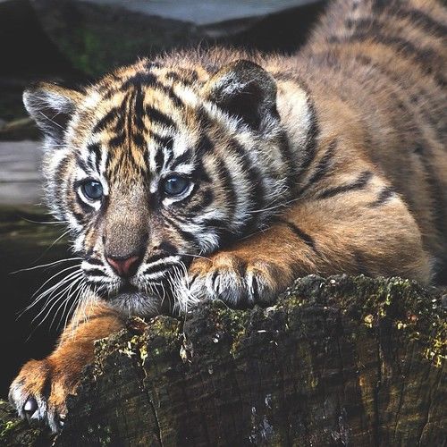 Tigers Tumblr Photography