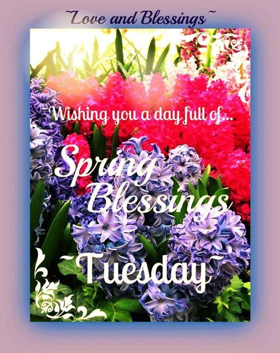 Wishing You A Day Full Of Spring Blessings Happy Tuesday Pictures ...