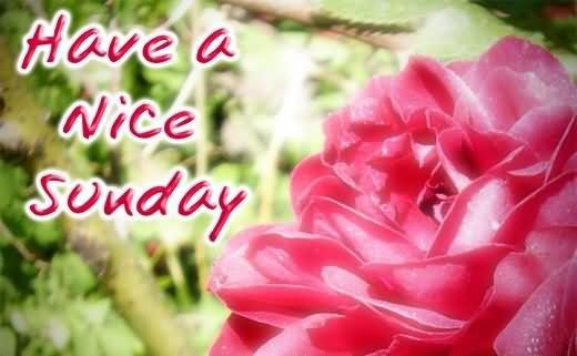 Have A Nice Sunday Pictures, Photos, and Images for Facebook, Tumblr ...