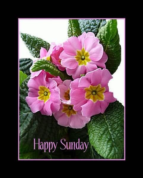 Happy Sunday Pictures, Photos, and Images for Facebook, Tumblr ...