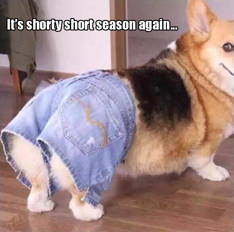 Shorty Short Season Again Pictures, Photos, and Images for Facebook ...