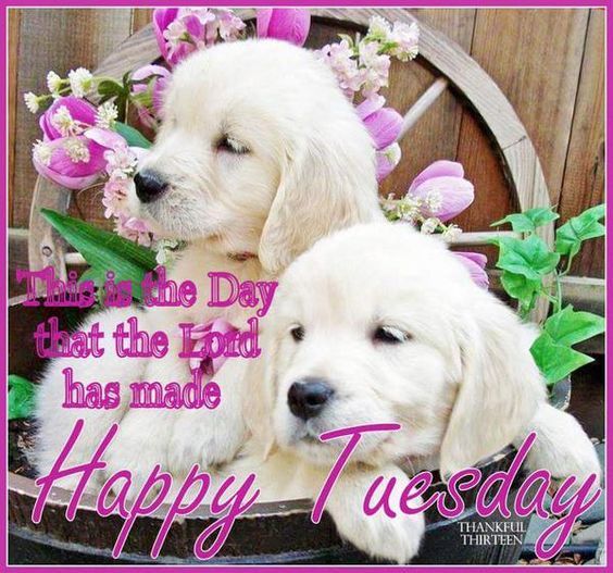 Happy Tuesday Dogs