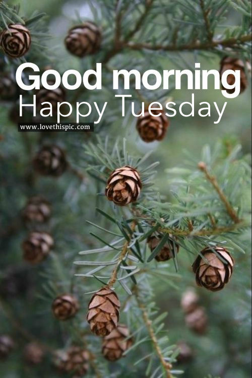 Good Morning, Happy Tuesday Pictures, Photos, and Images for Facebook ...