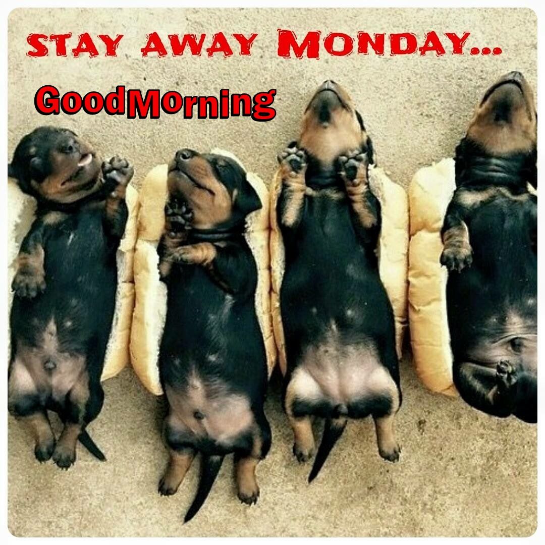 Stay Away Monday... Good Morning Pictures, Photos, and Images for ...