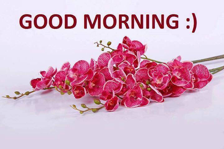 Good Morning Tuesday Flowers Pictures, Photos, and Images for Facebook ...