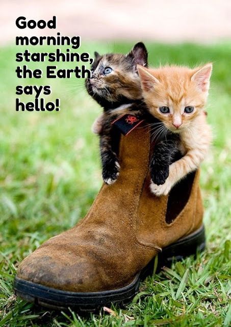 Good Morning Start Shine Pictures, Photos, and Images for Facebook ...