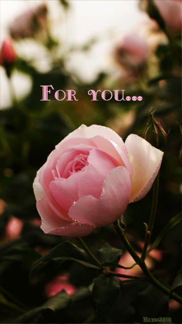 For You Roses