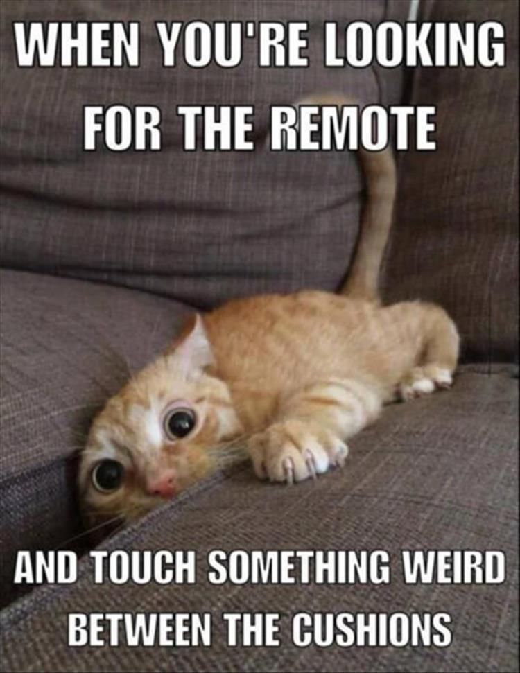 When You're Looking For The Remote And Touch Something Weird Between ...