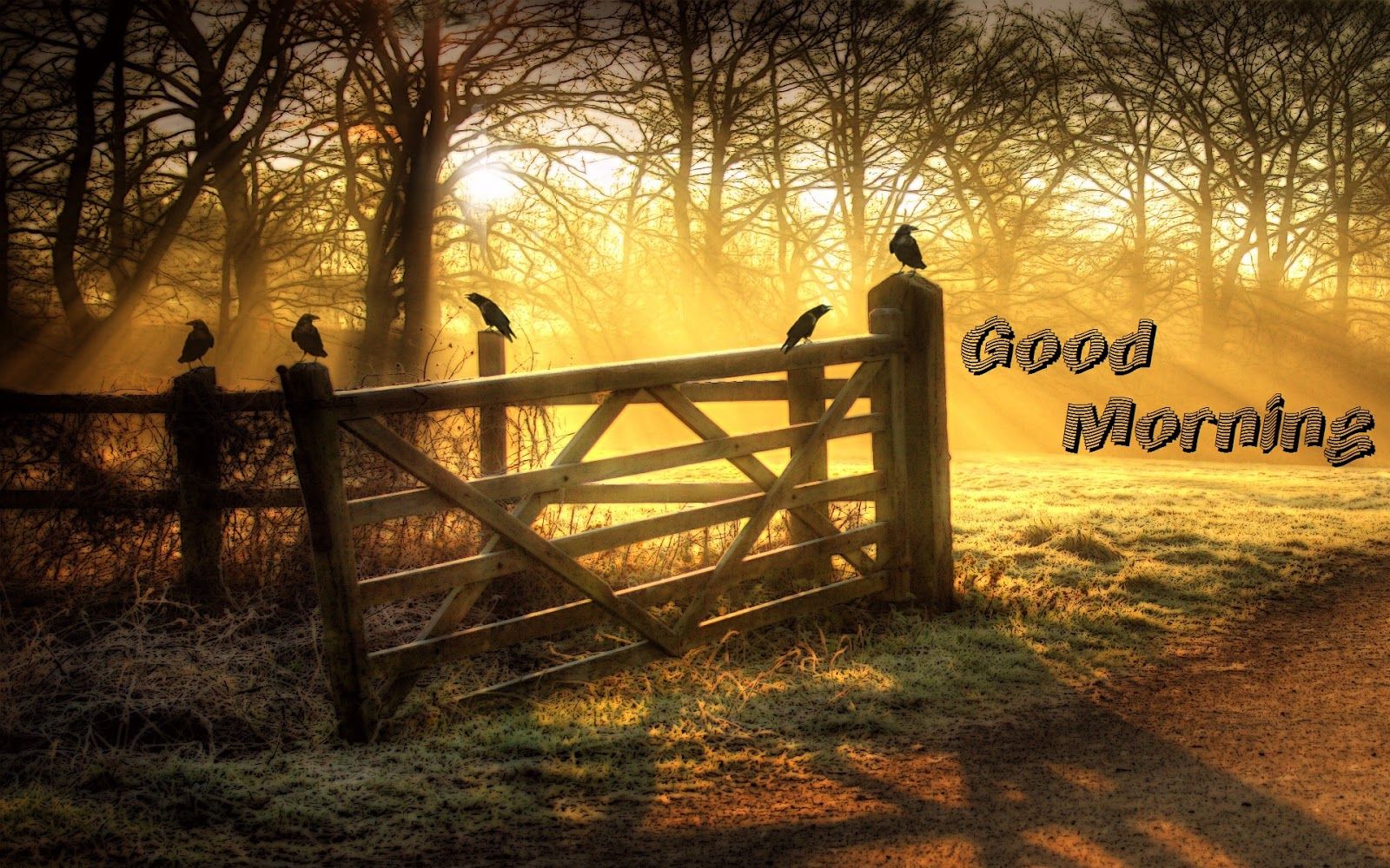 Good Morning Pictures, Photos, and Images for Facebook, Tumblr ...