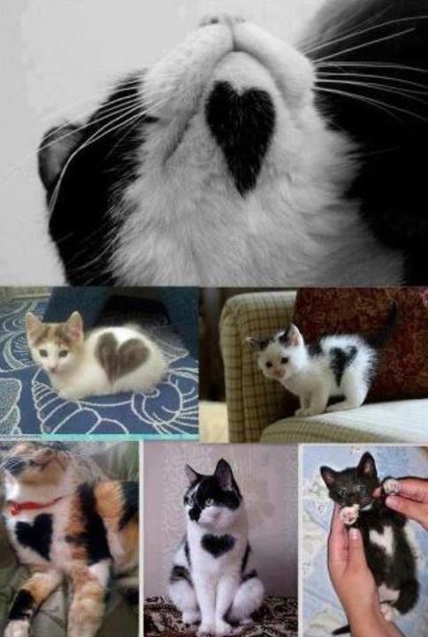 Animals With Heart Marking Pictures, Photos, and Images for Facebook ...