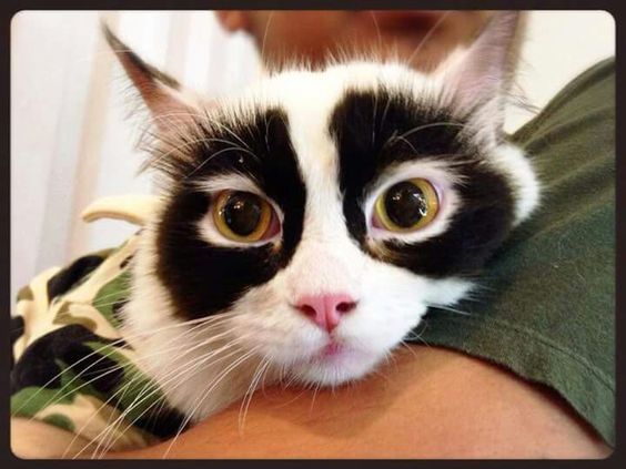 Cat With Cool Markings Pictures, Photos, and Images for Facebook ...