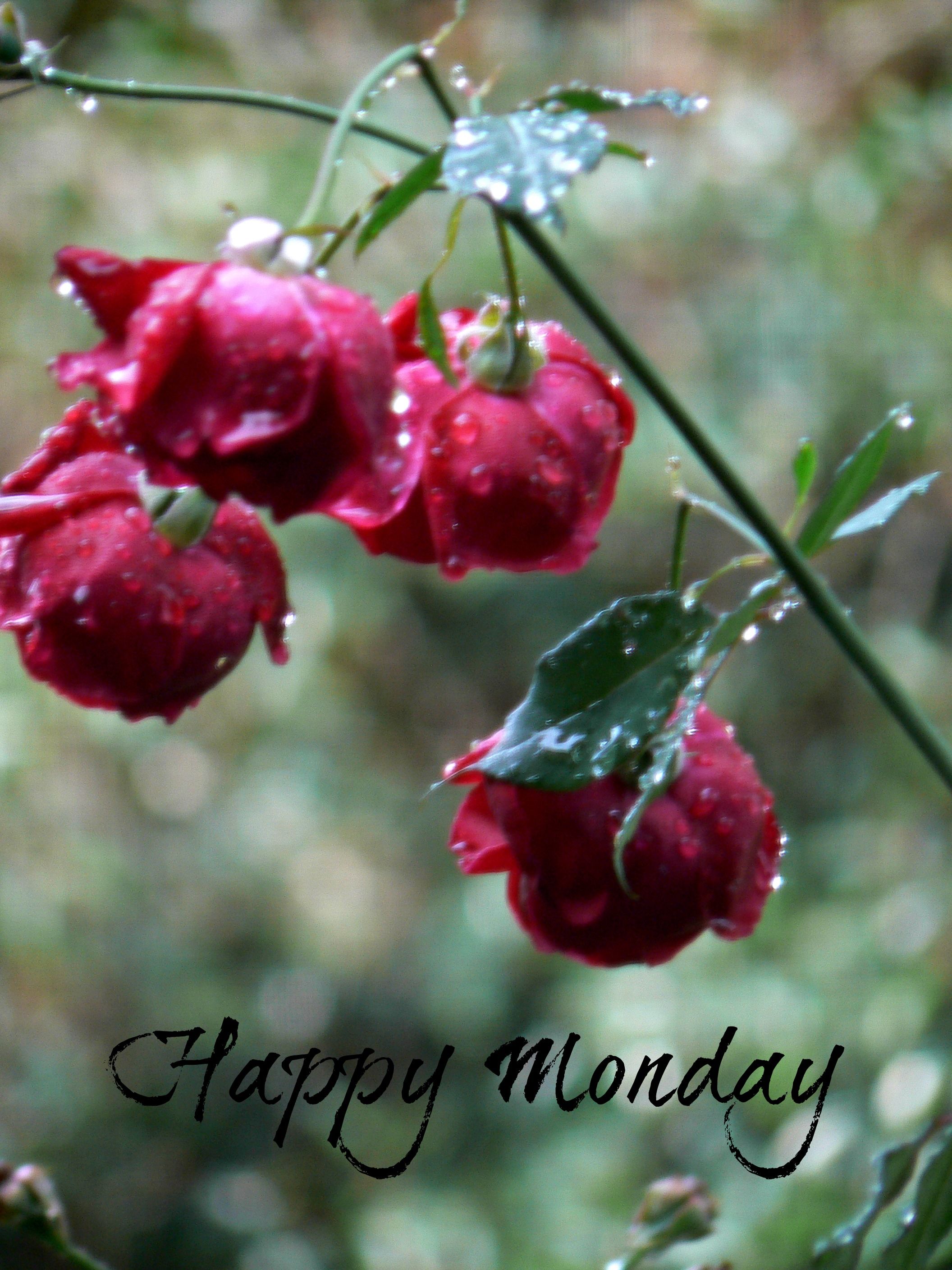 Happy Monday Pictures, Photos, and Images for Facebook, Tumblr ...