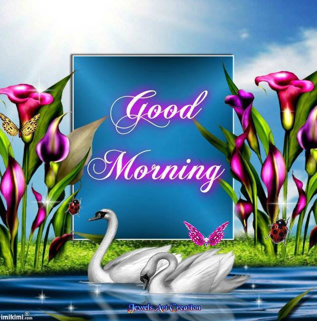 Good Morning Swans Pictures, Photos, and Images for Facebook, Tumblr ...