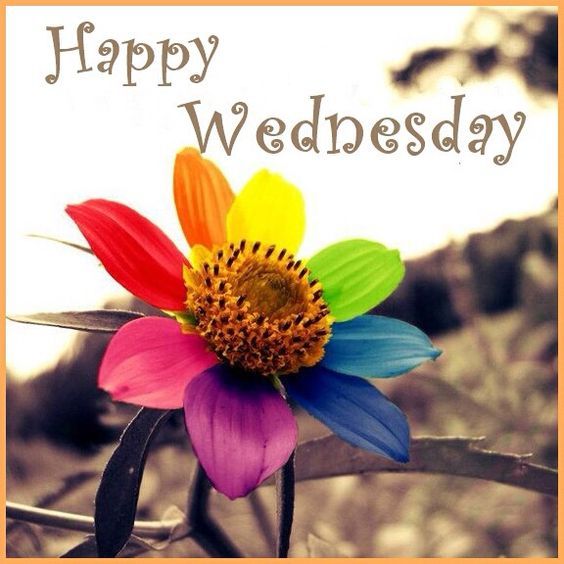 Colorful Wednesday Flower Pictures, Photos, and Images for Facebook ...