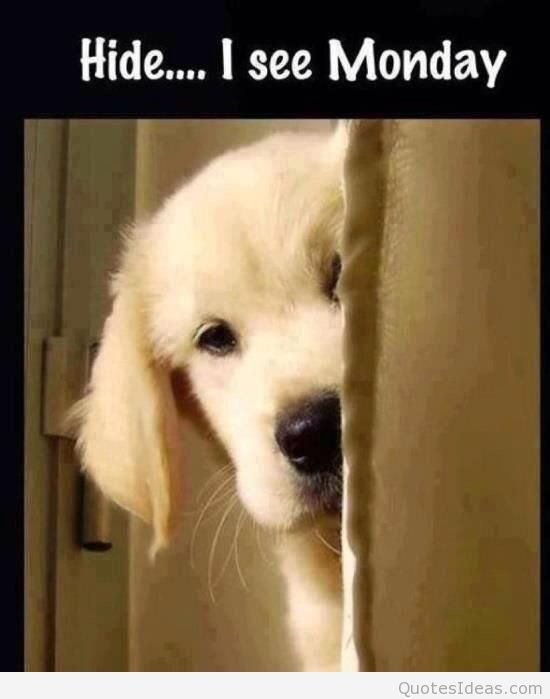 I See Monday Pictures, Photos, and Images for Facebook, Tumblr ...