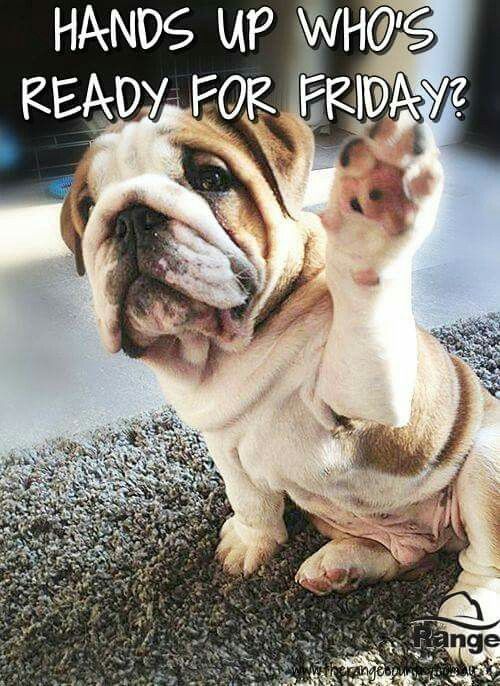 Happy Friday Bulldog