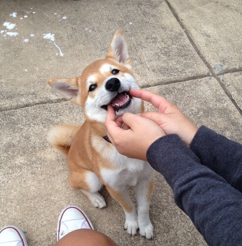 Happy Corgi Dog Pictures, Photos, and Images for Facebook, Tumblr ...