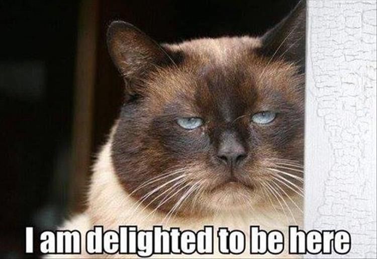 I Am Delighted To Be Here Pictures, Photos, and Images for Facebook ...