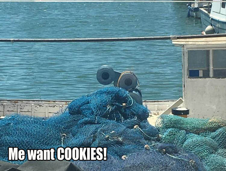 Me Want Cookies! Pictures, Photos, and Images for Facebook, Tumblr ...