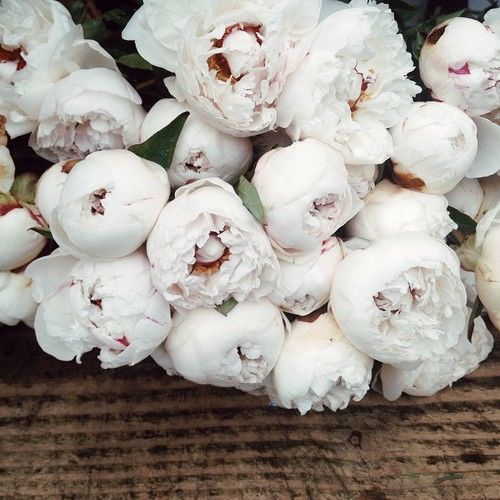 White Peonies Pictures, Photos, and Images for Facebook, Tumblr ...