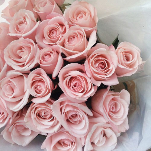 Pink Roses Pictures, Photos, and Images for Facebook, Tumblr, Pinterest ...