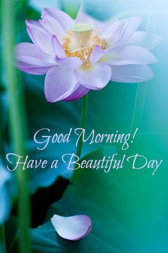 Good Morning, Have A Beautiful Day Pictures, Photos, and Images for ...