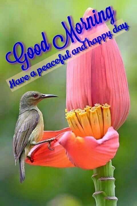 Good Morning, Have A Peaceful And Happy Day Pictures, Photos, and ...