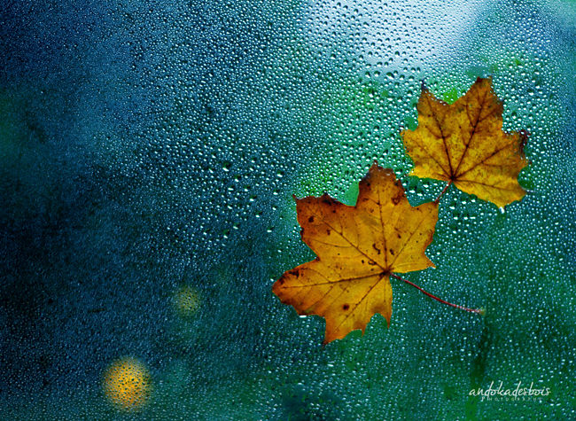Wet Fall Leaves Pictures, Photos, and Images for Facebook, Tumblr ...