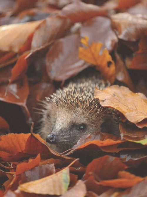Hedgehog In Autumn Leaves Pictures, Photos, and Images for Facebook ...