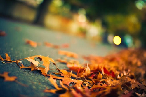 Fall Leaves Pictures, Photos, and Images for Facebook, Tumblr ...