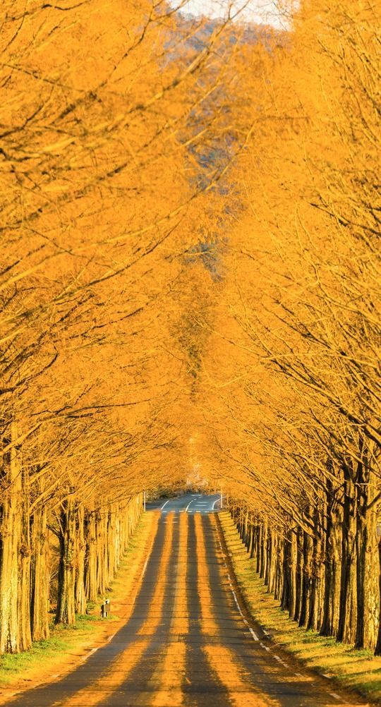 Golden Autumn Pictures, Photos, and Images for Facebook, Tumblr ...