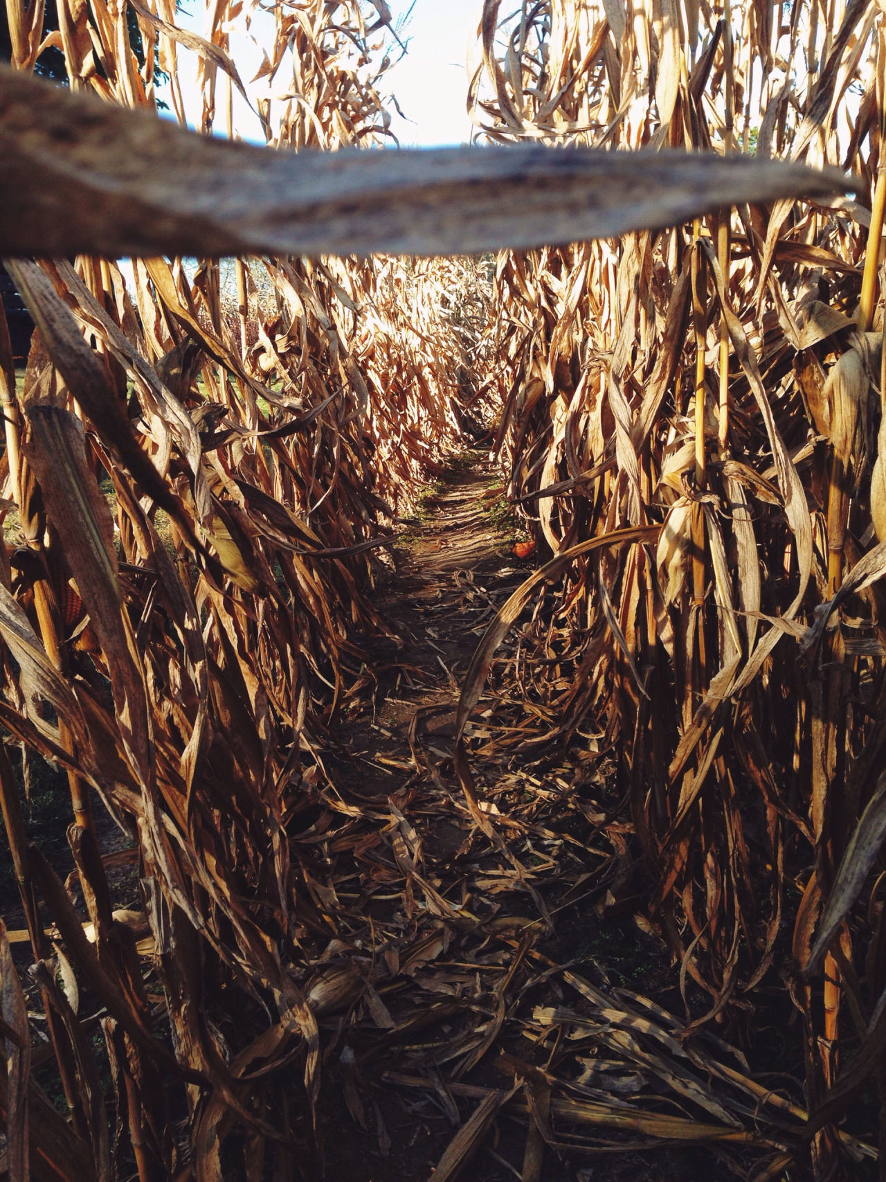 Corn Fields Pictures, Photos, and Images for Facebook, Tumblr ...