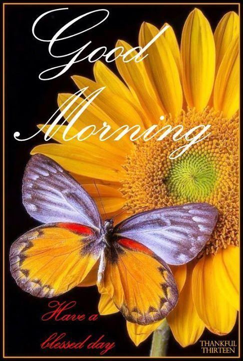 Good Morning Pictures, Photos, and Images for Facebook, Tumblr ...