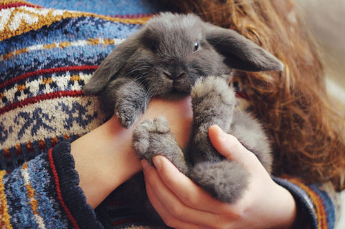 Rabbit Pictures, Photos, and Images for Facebook, Tumblr, Pinterest ...