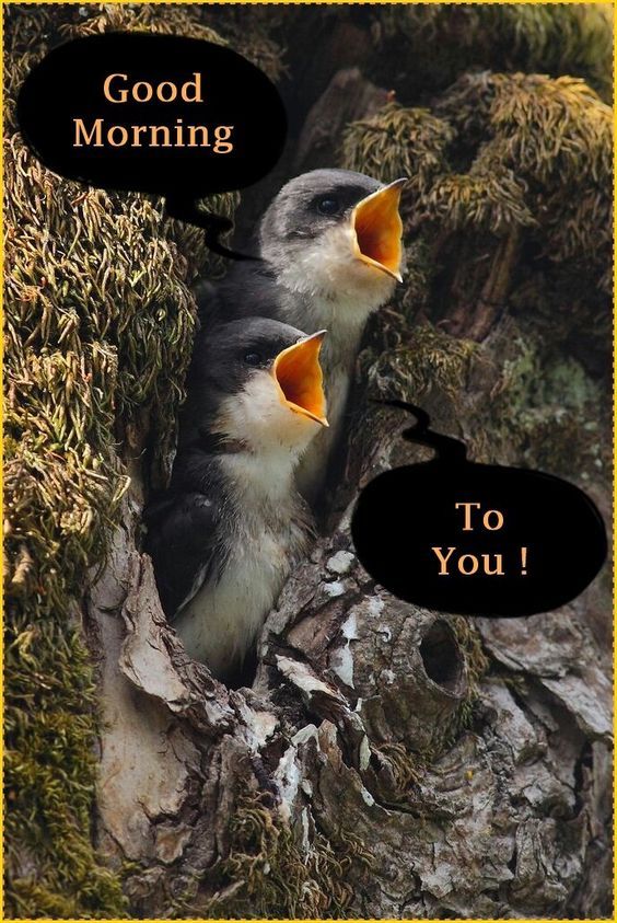 Good Morning To You Pictures, Photos, and Images for Facebook, Tumblr ...