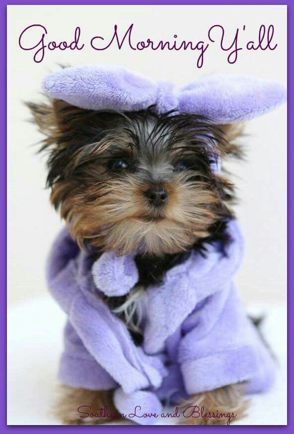 Good Morning Y'all Pictures, Photos, and Images for Facebook, Tumblr ...