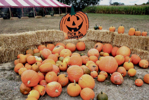 Pick A Pumpkin Pictures, Photos, and Images for Facebook, Tumblr ...