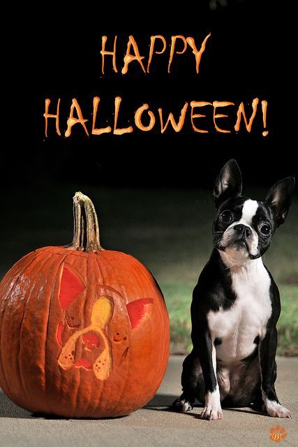 Happy Halloween Pictures, Photos, and Images for Facebook, Tumblr ...