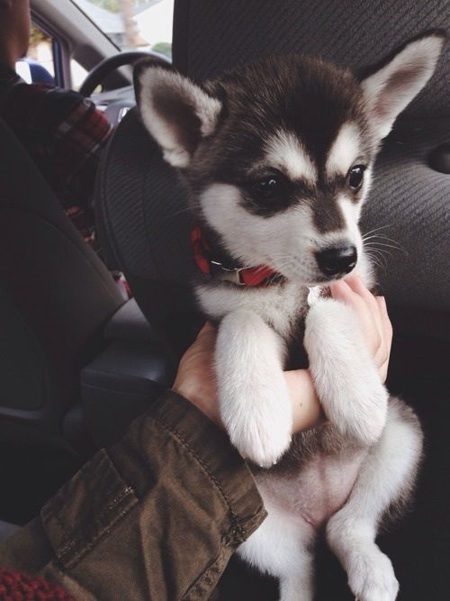 Husky Dog Tumblr
