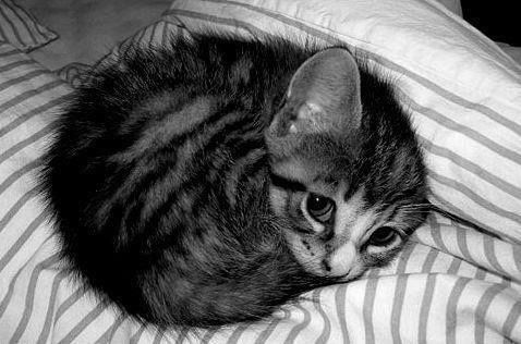 Balled Up Kitten Pictures, Photos, and Images for Facebook, Tumblr ...