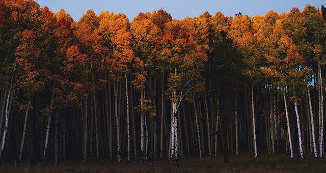 Tall Fall Trees Pictures, Photos, and Images for Facebook, Tumblr ...