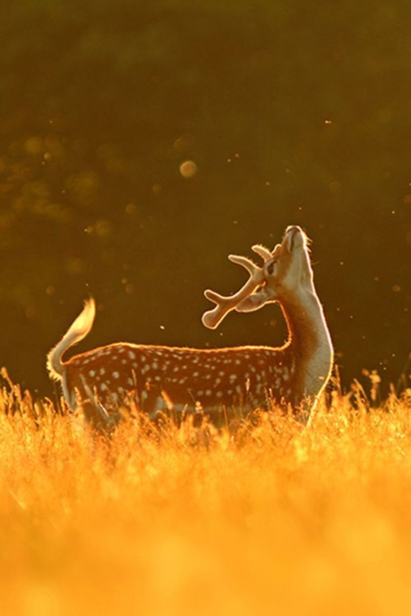 Deer In The Fall Pictures, Photos, and Images for Facebook, Tumblr ...