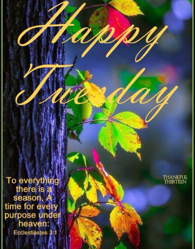 Happy Tuesday Pictures, Photos, and Images for Facebook, Tumblr ...