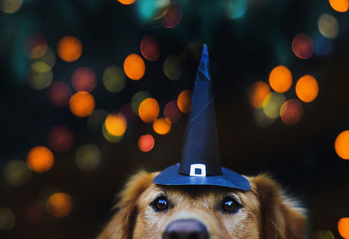 Witch Dog Pictures, Photos, and Images for Facebook, Tumblr, Pinterest ...