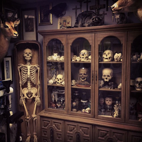 Skull & Skeleton Collection Pictures, Photos, and Images for Facebook ...