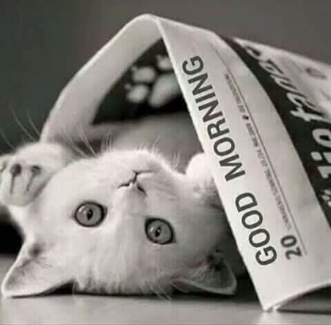 Cute Good Morning Cute Cat Pictures, Photos, and Images for Facebook ...