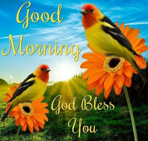 Good Morning, God Bless You Pictures, Photos, and Images for Facebook ...