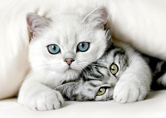 Cute Kitties Pictures, Photos, and Images for Facebook, Tumblr ...