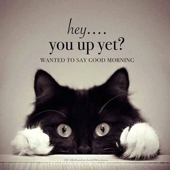 Hey...You Up Yet? Wanted To Say Good Morning Pictures, Photos, and ...