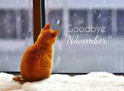 Goodbye November Winter Cat Quote Pictures, Photos, and Images for ...